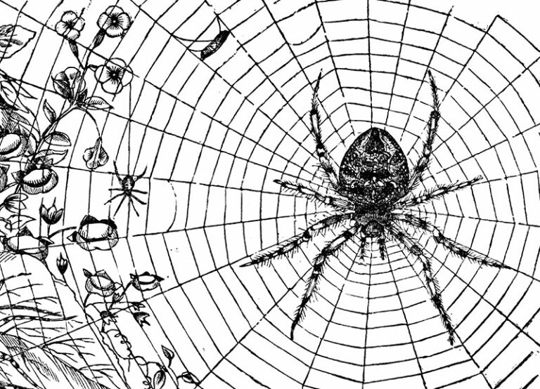 Grandma's Tales: Anansi the Spider Man - RobinAge