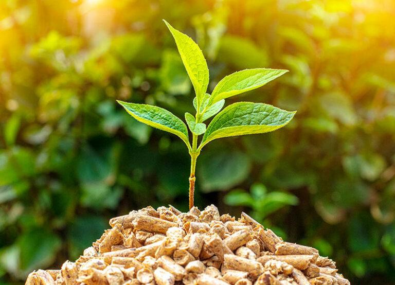 Biomass Energy: Making the Most of Nature - RobinAge