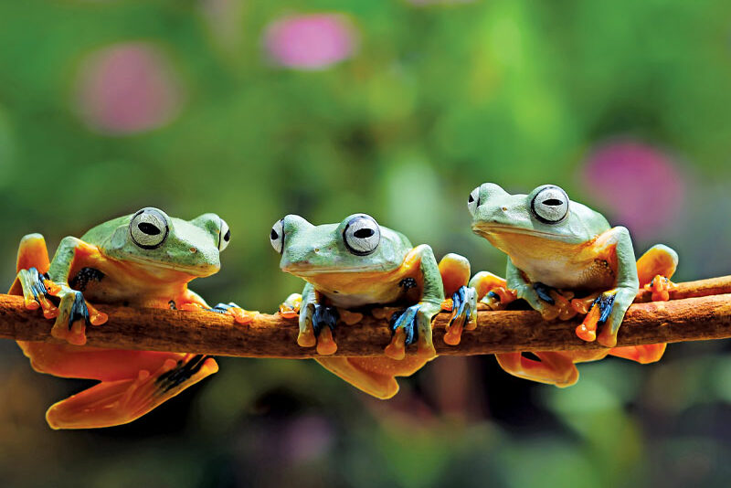 Endangered Frogs Released Into the Wild - RobinAge