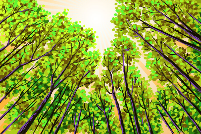 Story on Shola Forest - The Overhead Tank - RobinAge