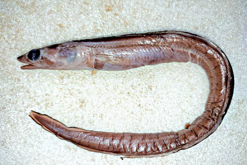 New Eel Species Discovered - RobinAge