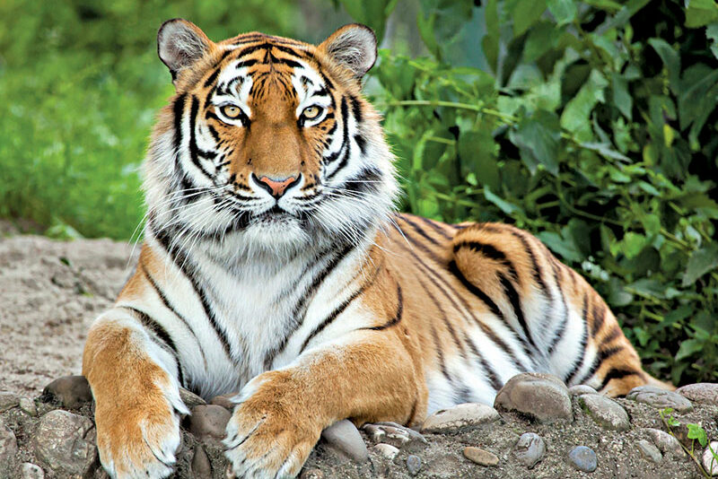 Big Cat Deaths Recorded: Key Facts - RobinAge