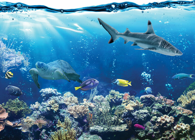 Marine Life Threatened by Climate Change - RobinAge