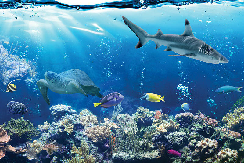 Marine Life Threatened by Climate Change - RobinAge