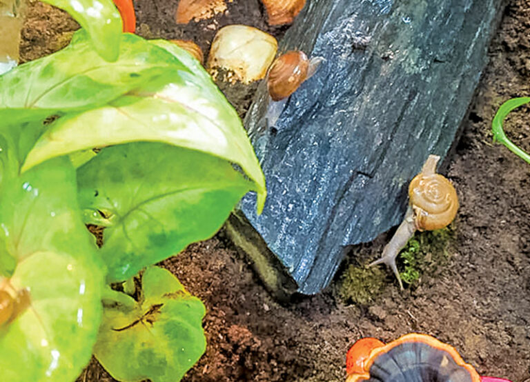 The Slimy Trail of Snails - RobinAge