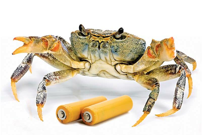 Batteries Made from Crab Shells - RobinAge
