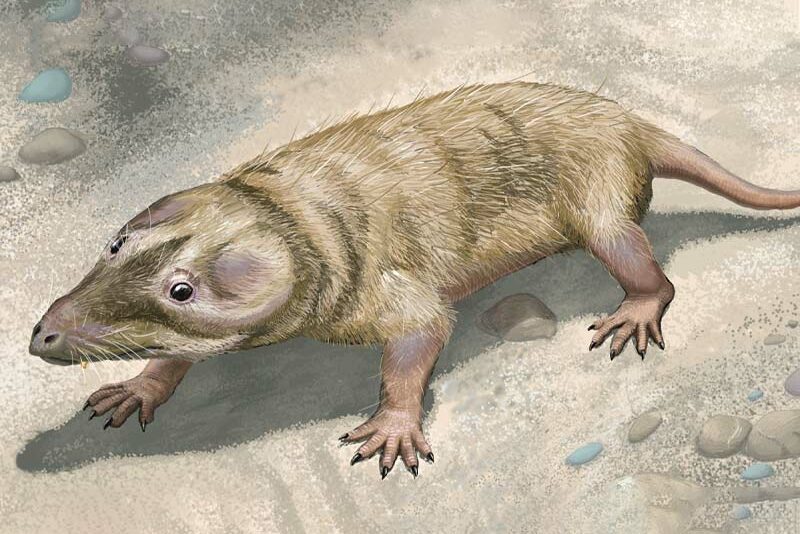 World’s Earliest Known Mammal Identified - RobinAge