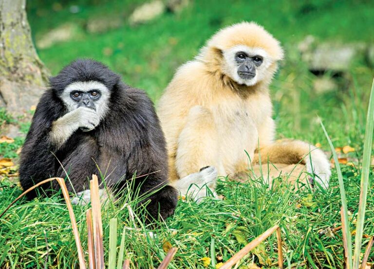 Gibbon Species Going Extinct in the Wild - RobinAge
