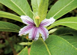 Grandma's Tales: The Naupaka Flower - RobinAge