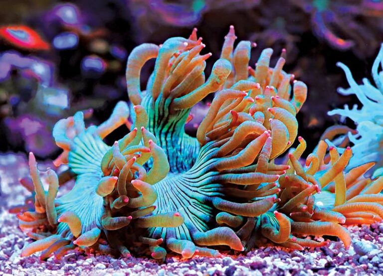 Our Amazing Oceans - RobinAge