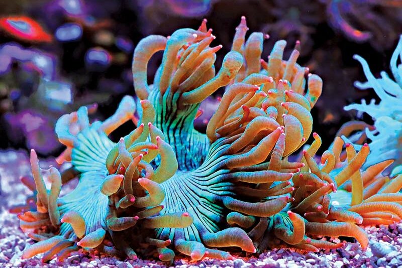 Our Amazing Oceans - RobinAge