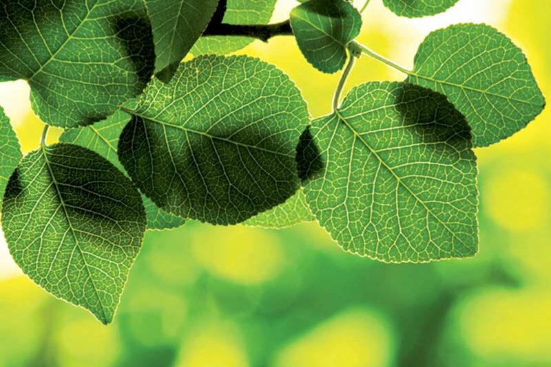 Film to Speed Up Plant Growth - RobinAge