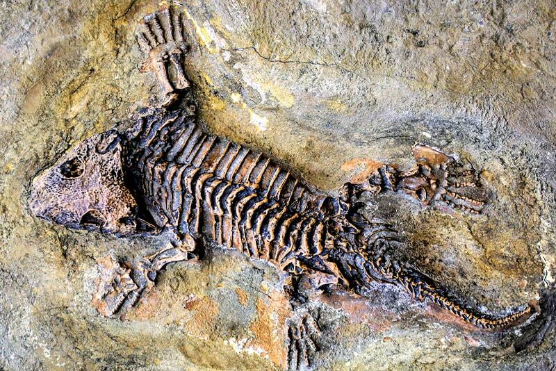 Ancient Lizard Skeleton Discovered - RobinAge