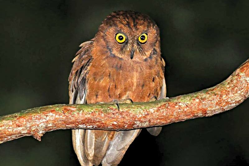 New Species of Owl Found - RobinAge