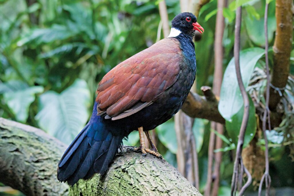 Rediscovery of Rare Bird - RobinAge