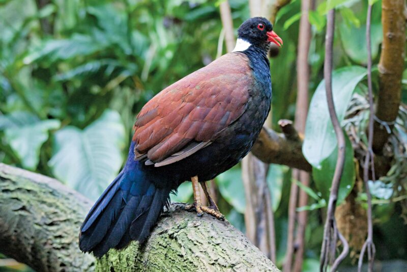 Rediscovery of Rare Bird - RobinAge