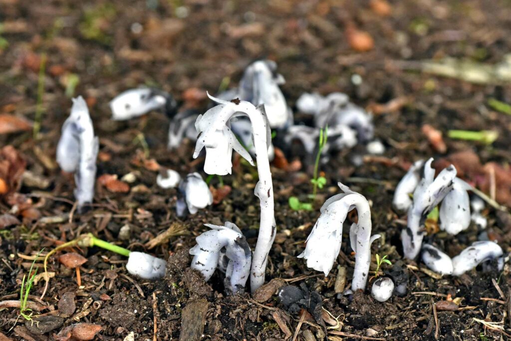 New Plant Species Identified - RobinAge