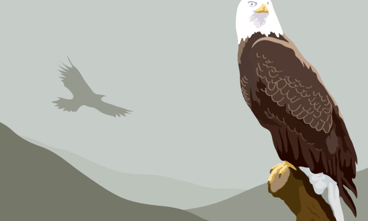 Robin Robin - RobinAge