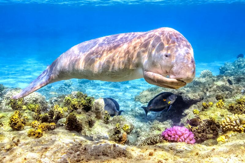 700 New Species Face Extinction - RobinAge