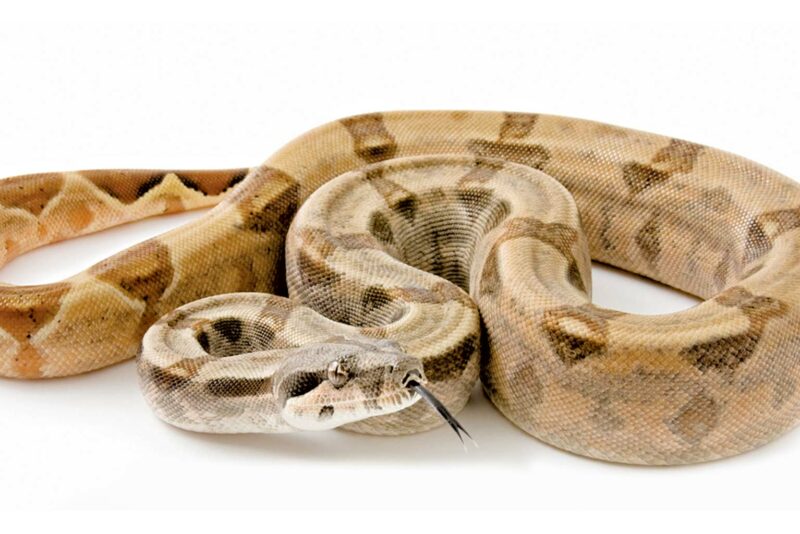 New Dwarf Boa Species Discovered - RobinAge