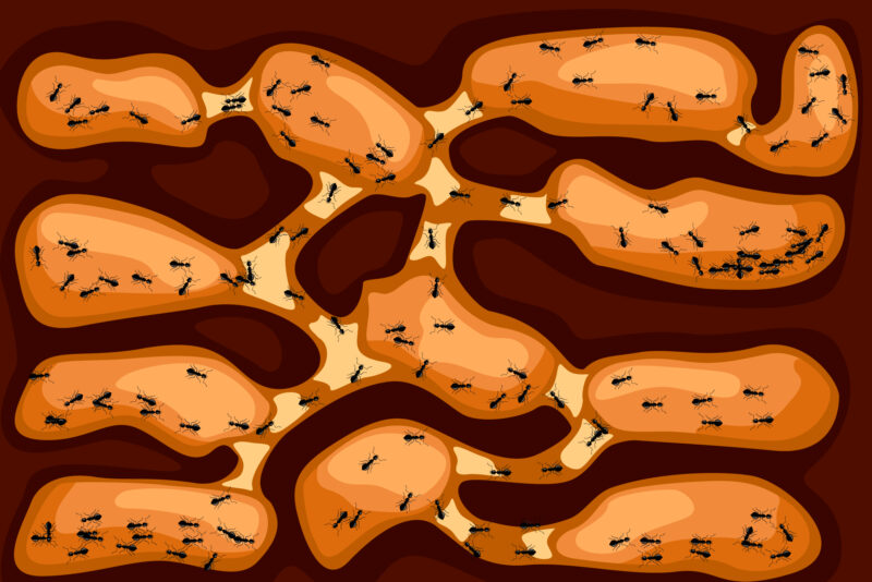 Ant the Tiny Creature - RobinAge