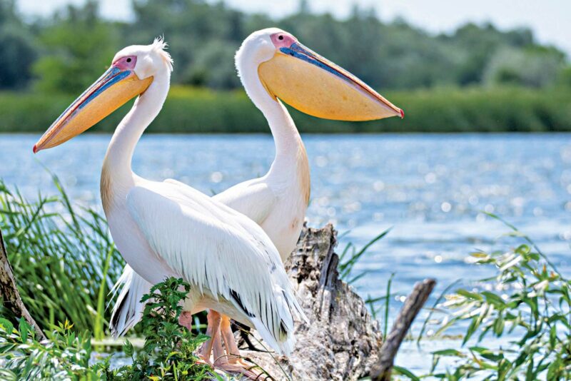 Birds Succumb to Virus - RobinAge