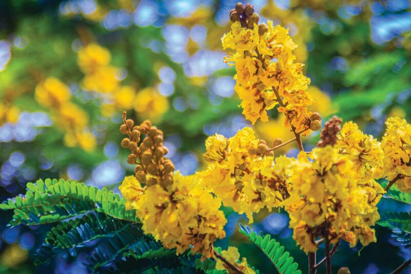 Abundance in Nature - RobinAge