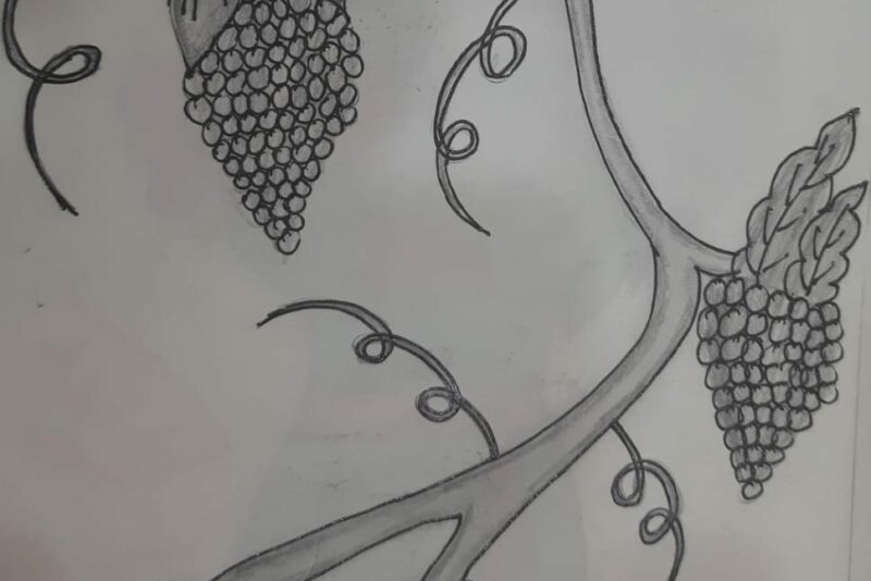 Grapes - RobinAge