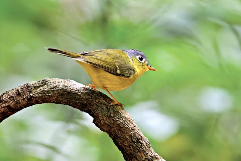 Rare Bird Rediscovered - RobinAge