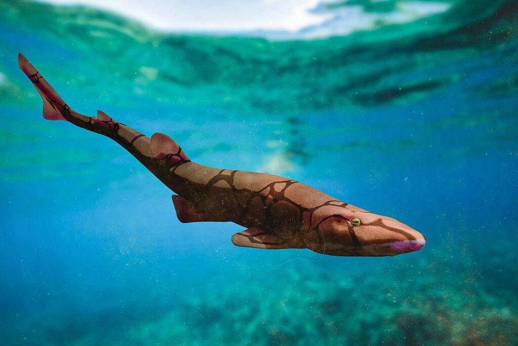 New Demon Catshark Species Discovered in Australia - RobinAge