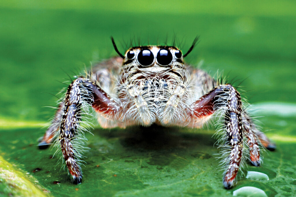Rajasthan's New Jumping Spider Species - RobinAge