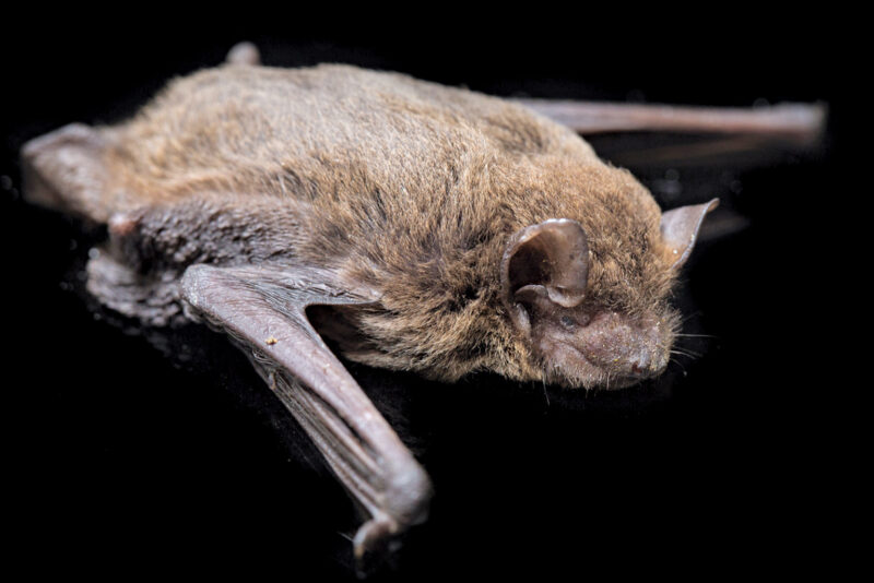 Hyderabad Scientists Discover New Bat Species - RobinAge