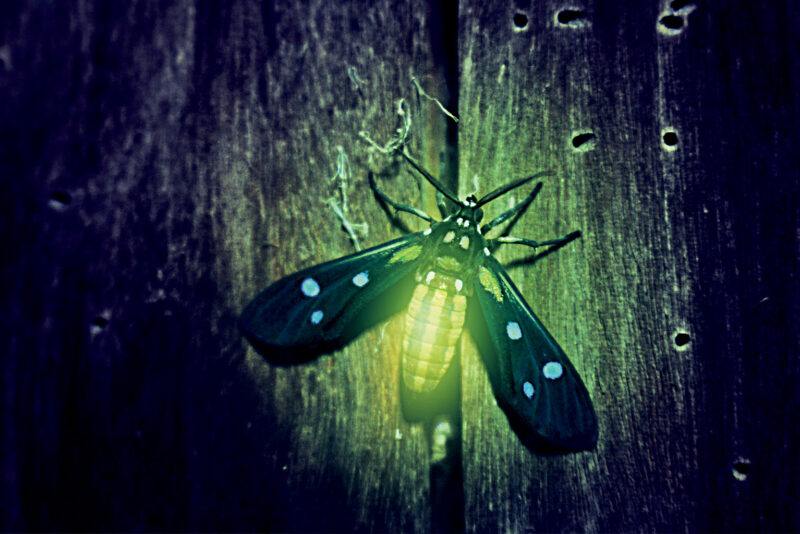 Intriguing Insects: 5 Amazing Creepy Crawlies - RobinAge