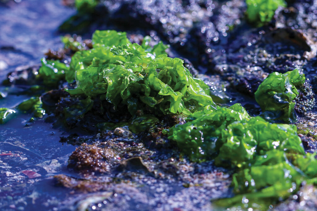New Species of Sea Lettuce Discovered - RobinAge