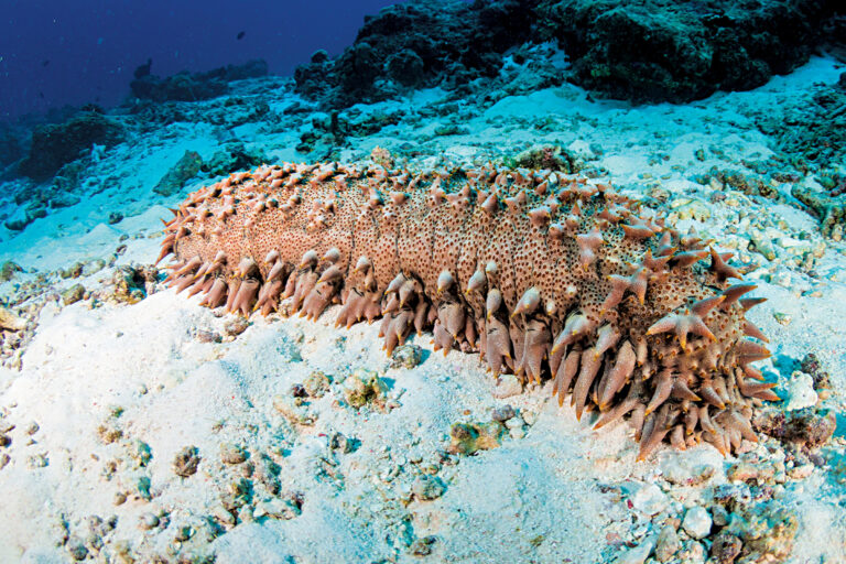 5,000 New Marine Species Discovered - RobinAge