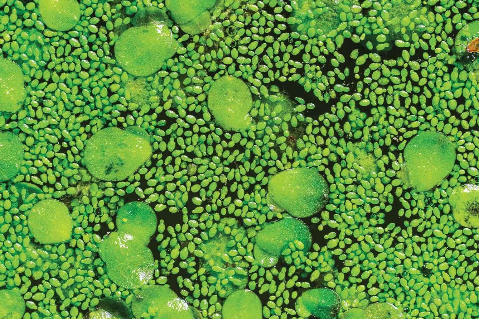 Astronauts to Use Watermeal - RobinAge