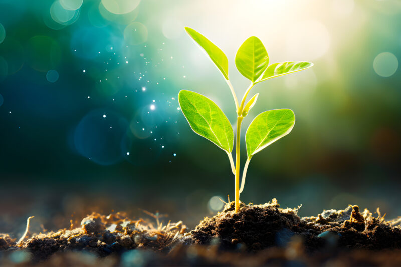 What Is Photosynthesis? - RobinAge