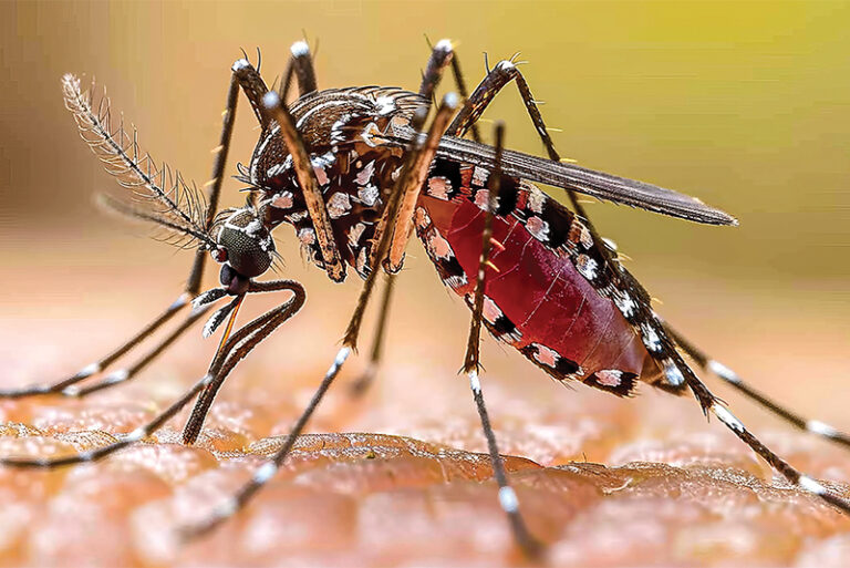 Forecasting Dengue Outbreaks - RobinAge