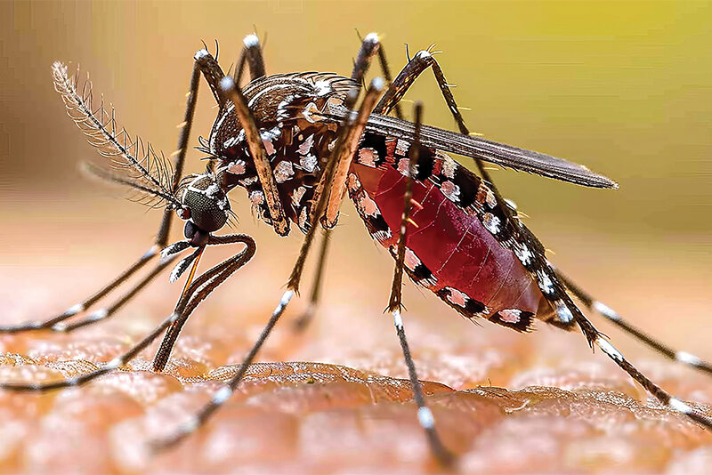 Forecasting Dengue Outbreaks Robinage