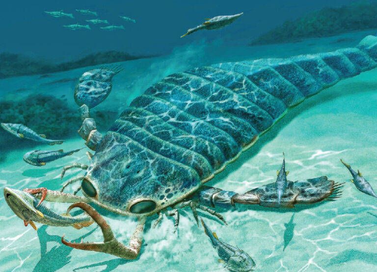 Enormous Sea Scorpion Fossils Discovered - RobinAge