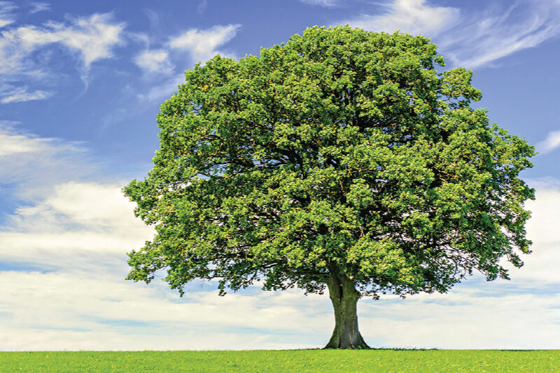 Trees: The Caretakers of Our Planet - RobinAge