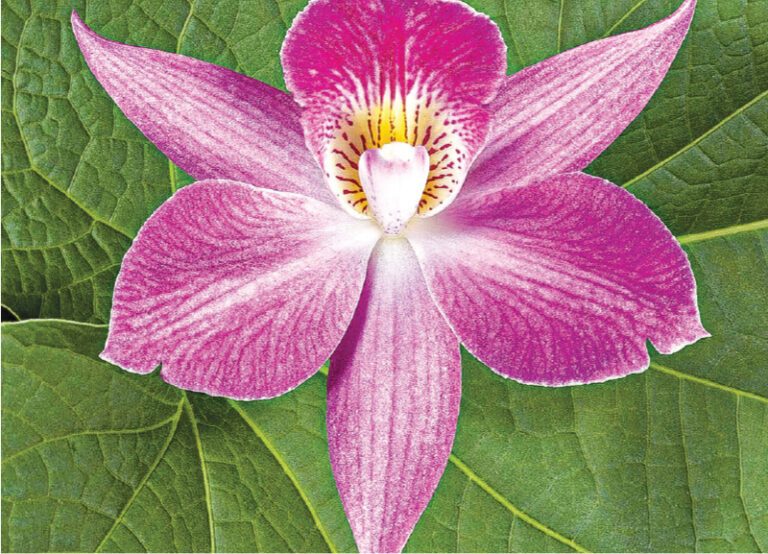 Magnified Flower in the Style of Georgia O’Keeffe - RobinAge