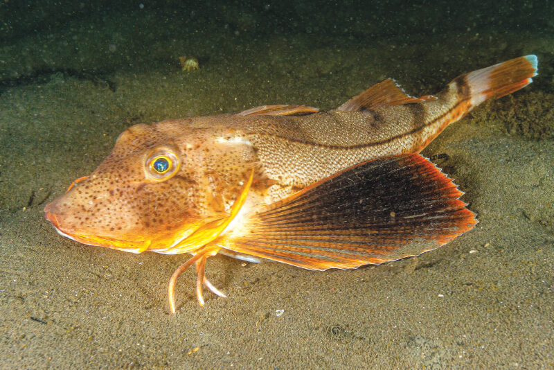 Sea Robin’s Sensory Abilities - RobinAge
