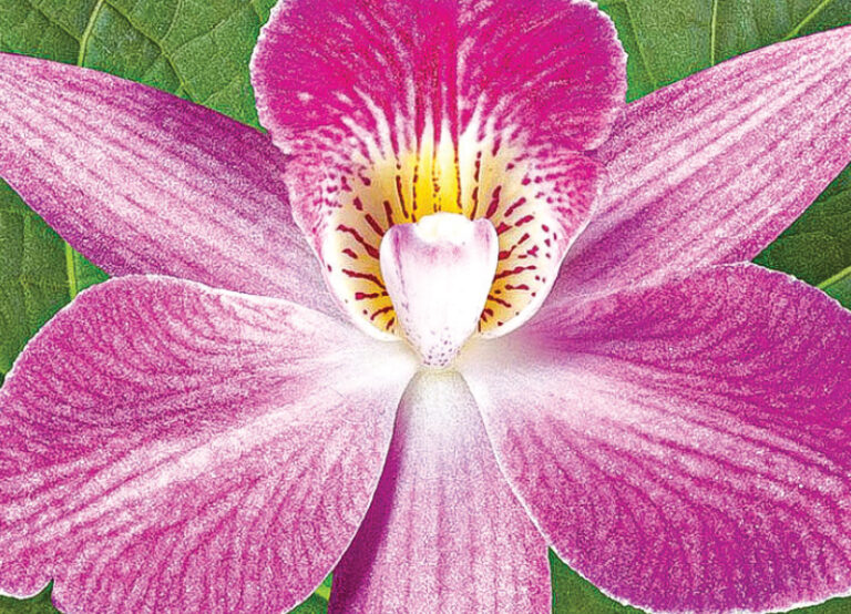 Magnified Flower in the Style of Georgia O’Keeffe - RobinAge