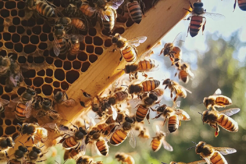 What Happens to Bees When Their Beehive Is Destroyed? - RobinAge