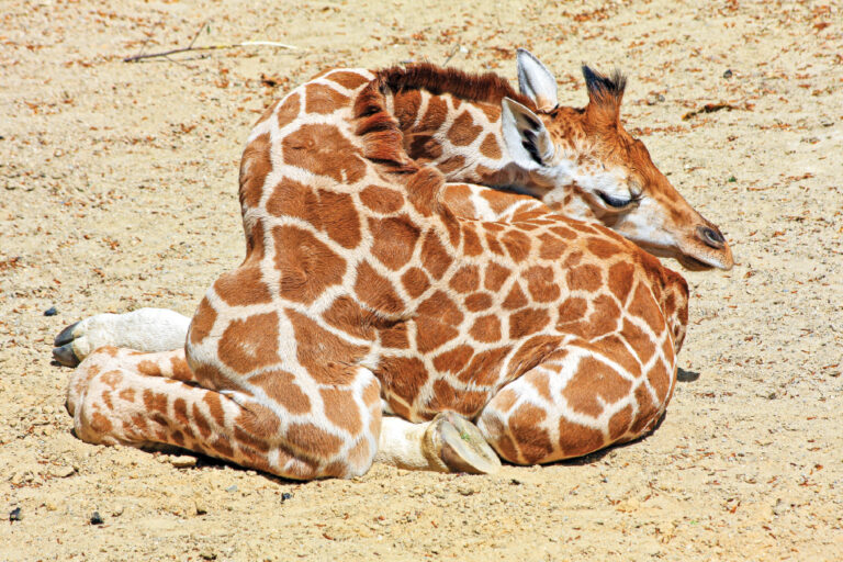 What Happens to Giraffes When They Sleep? - RobinAge