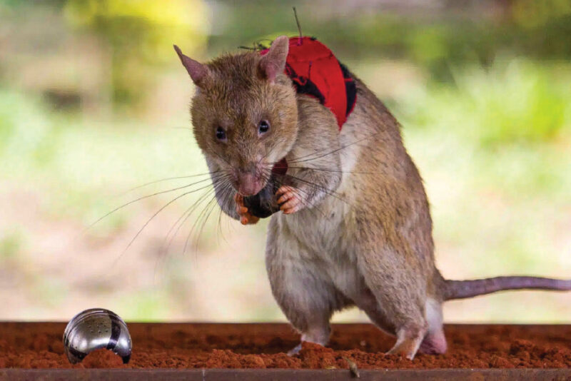 Rats Trained to Identify Smugglers - RobinAge