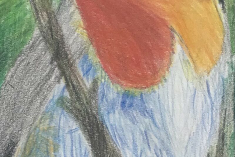 The Phoenix - RobinAge