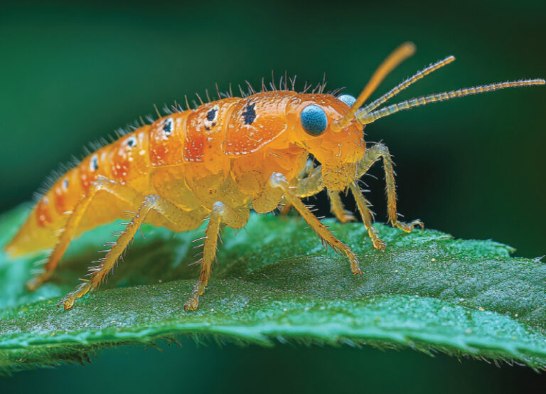 What Happens to Insects During the Winter Season? - RobinAge