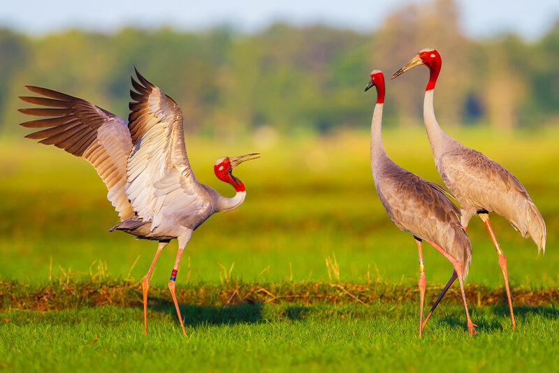 Wildlife: The Secret Lives of Birds - RobinAge